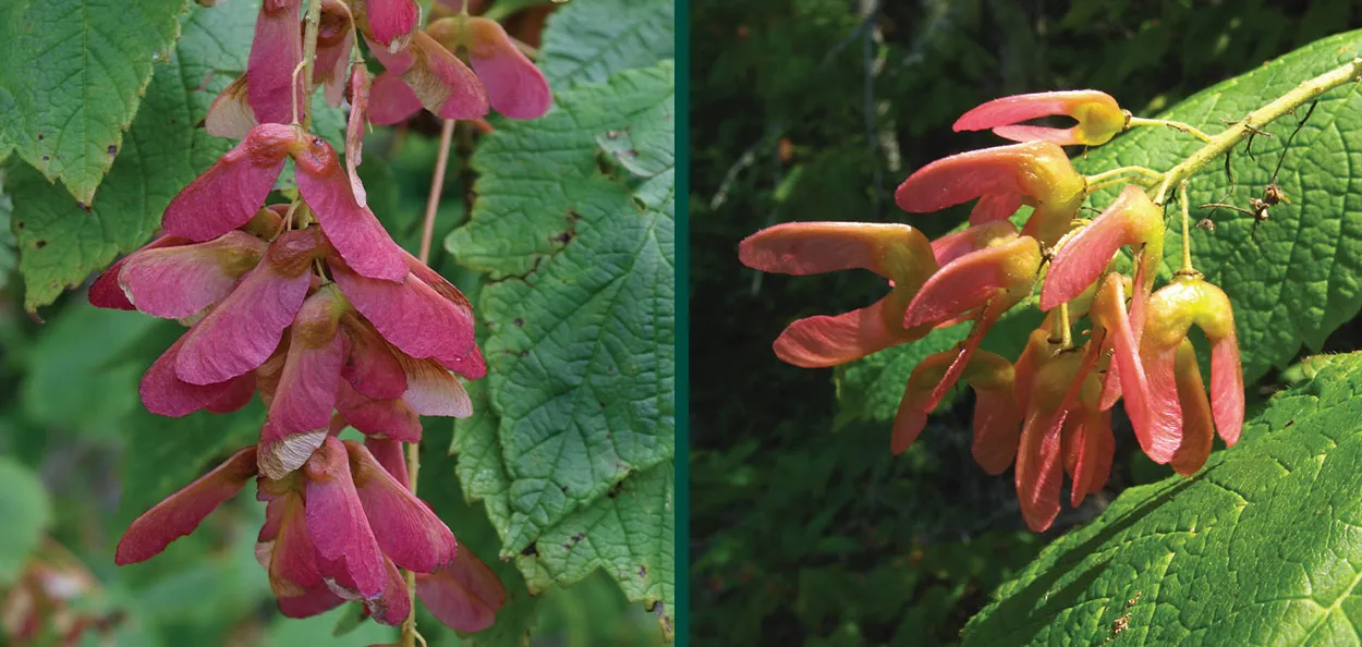 Mountain Maple | Johnson's Nursery | KB