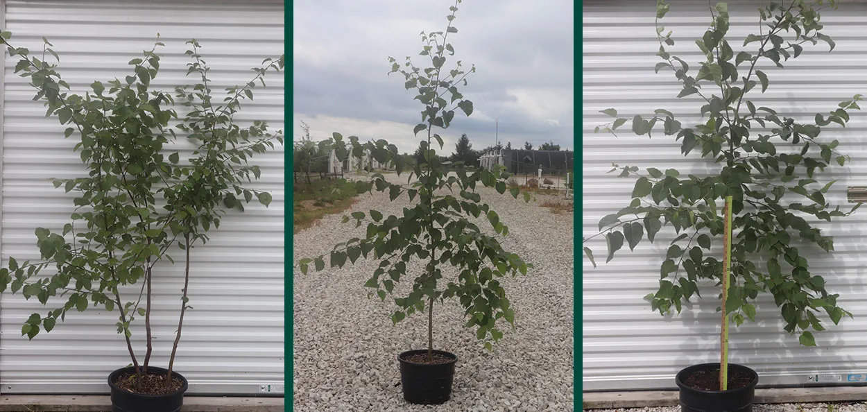 Paper Birch | Johnson's Nursery | KB