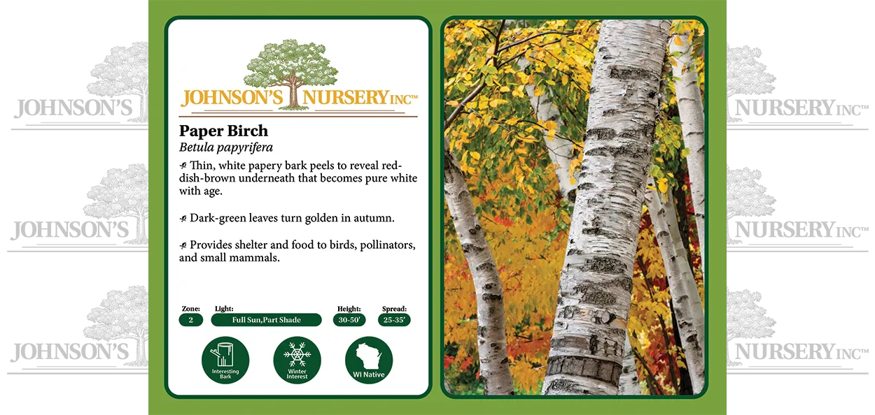 Paper Birch | Johnson's Nursery | KB