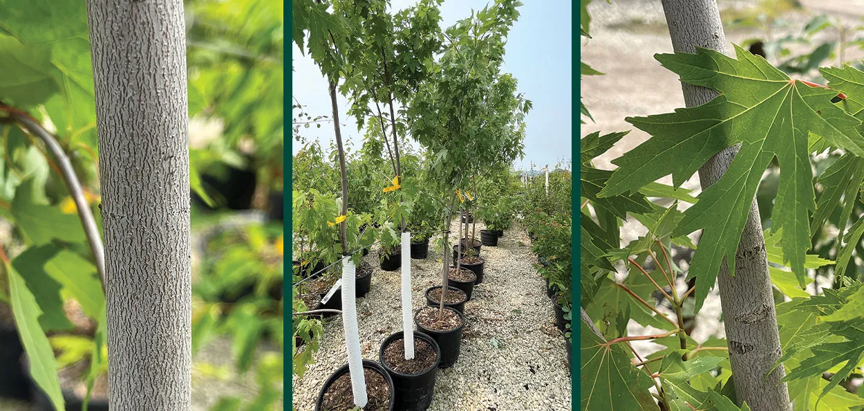 Silver Maple | Johnson's Nursery | KB