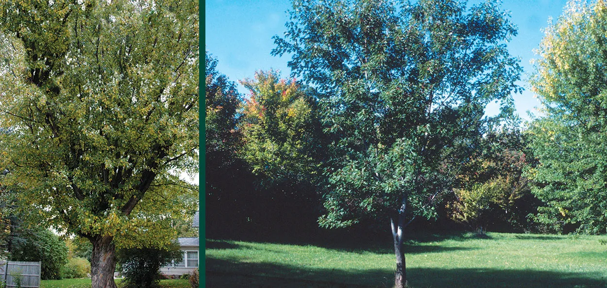Silver Maple | Johnson's Nursery | KB