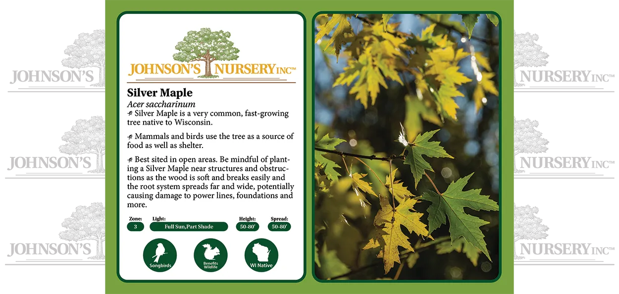 Silver Maple | Johnson's Nursery | KB