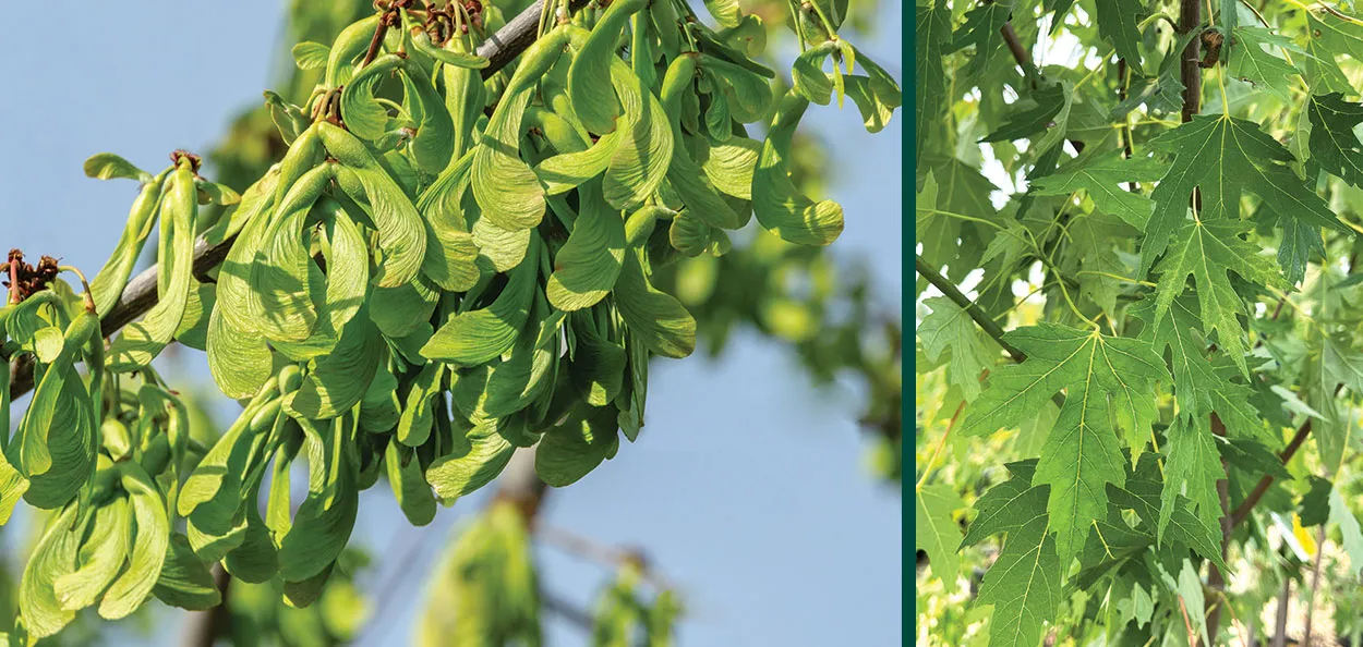 Silver Maple | Johnson's Nursery | KB