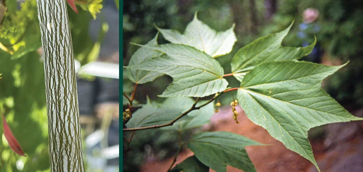 Striped Maple | Johnson's Nursery | KB