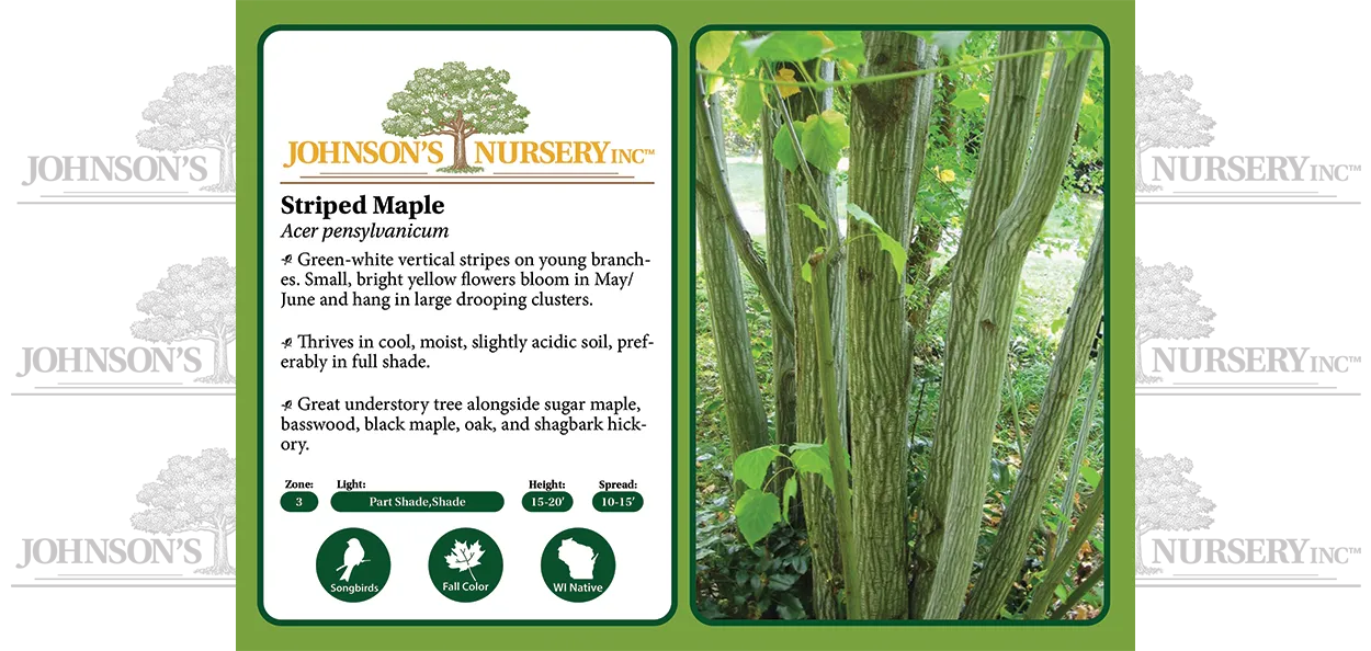 Striped Maple | Johnson's Nursery | KB