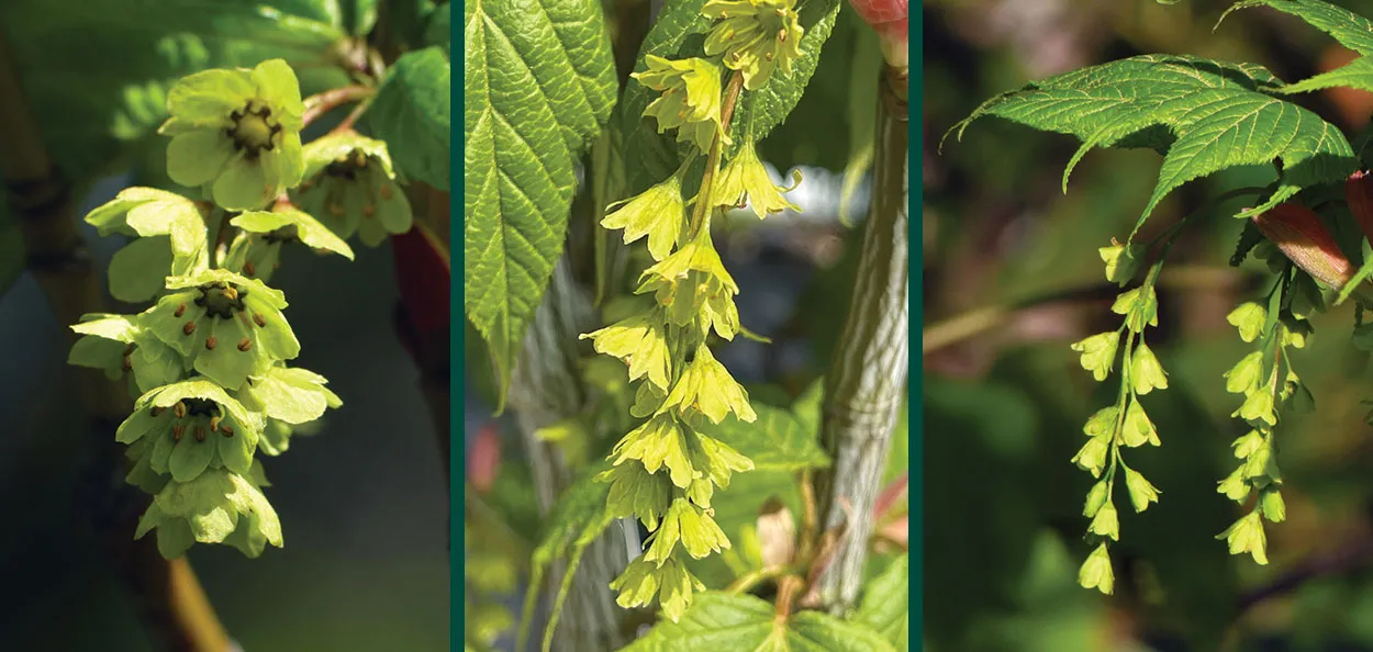 Striped Maple | Johnson's Nursery | KB