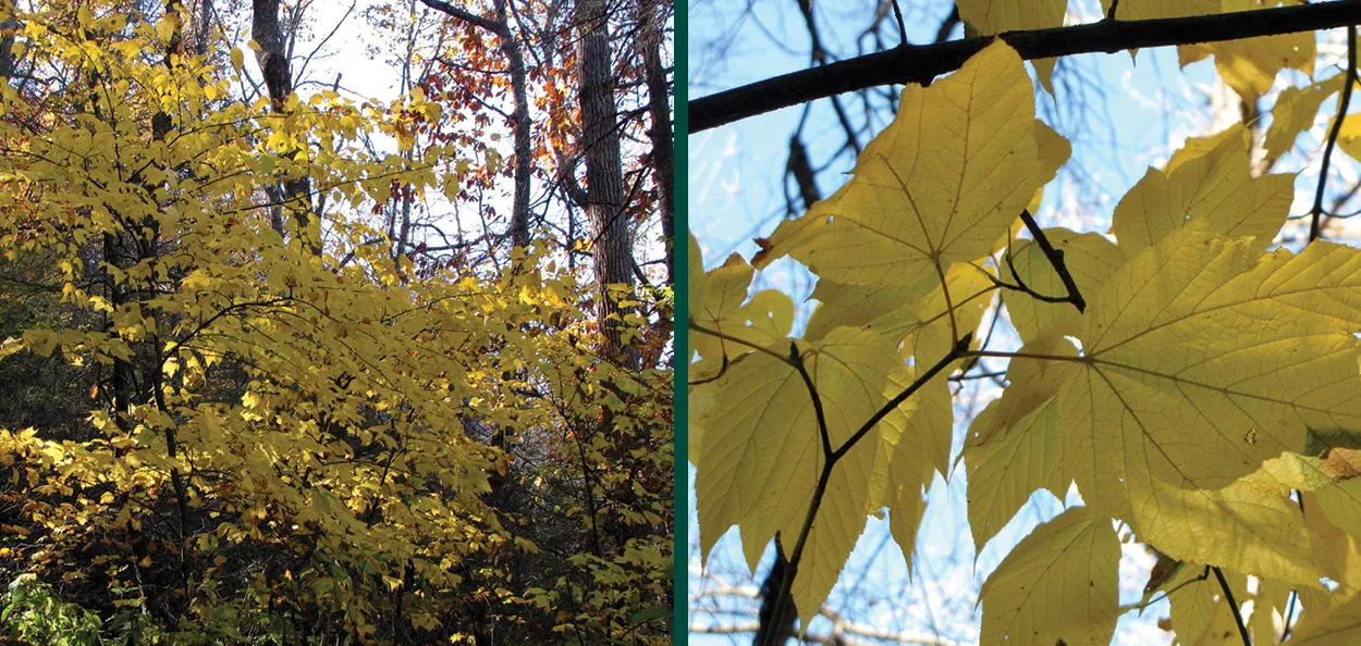 Striped Maple | Johnson's Nursery | KB