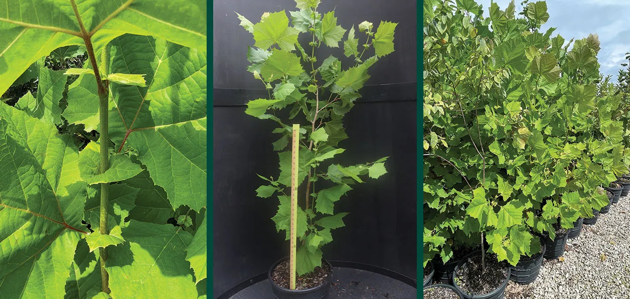 American Sycamore | Johnson's Nursery | KB