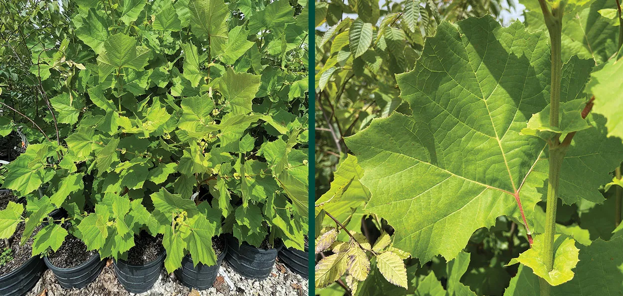 American Sycamore | Johnson's Nursery | KB