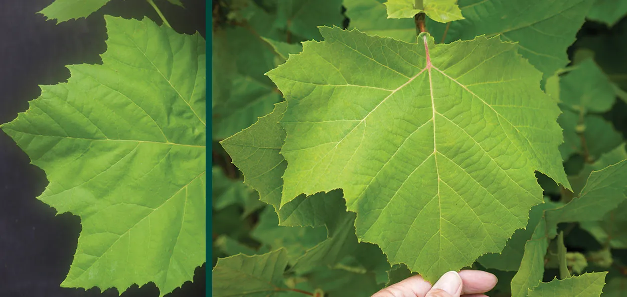 American Sycamore | Johnson's Nursery | KB