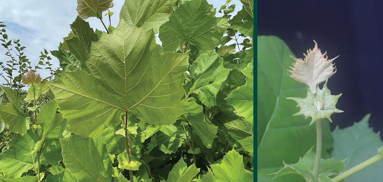 American Sycamore | Johnson's Nursery | KB