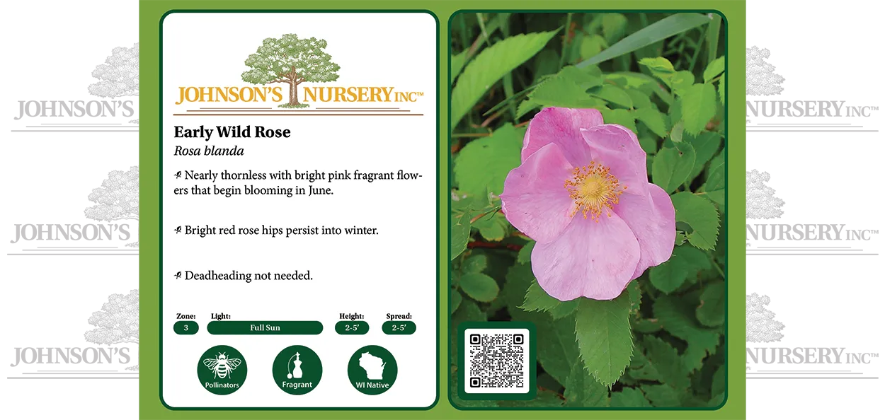 Early Wild Rose | Johnson's Nursery | KB