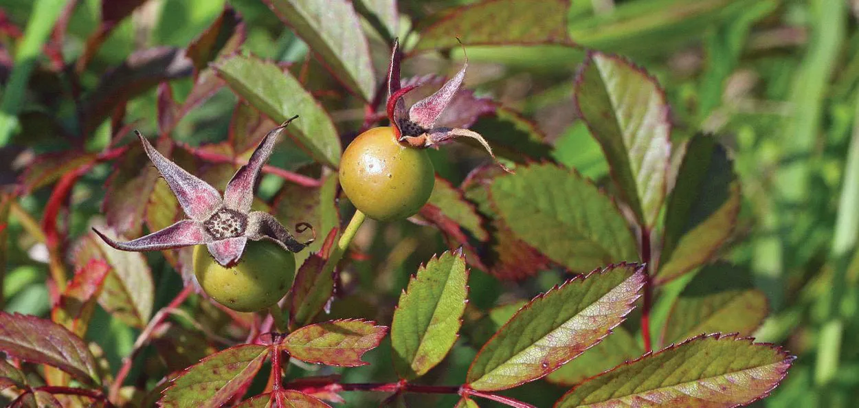 Early Wild Rose | Johnson's Nursery | KB