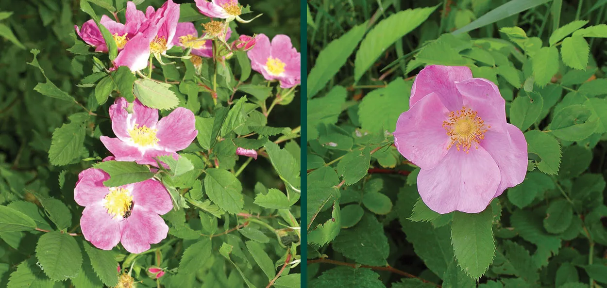 Early Wild Rose | Johnson's Nursery | KB