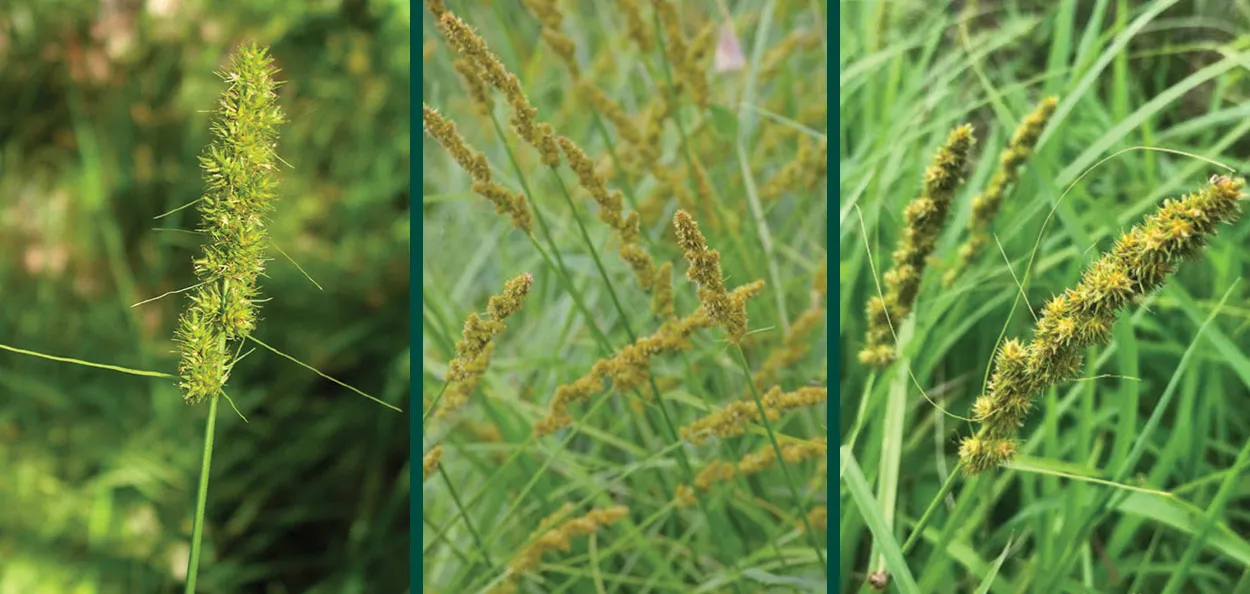 Fox Sedge | Johnson's Nursery | KB