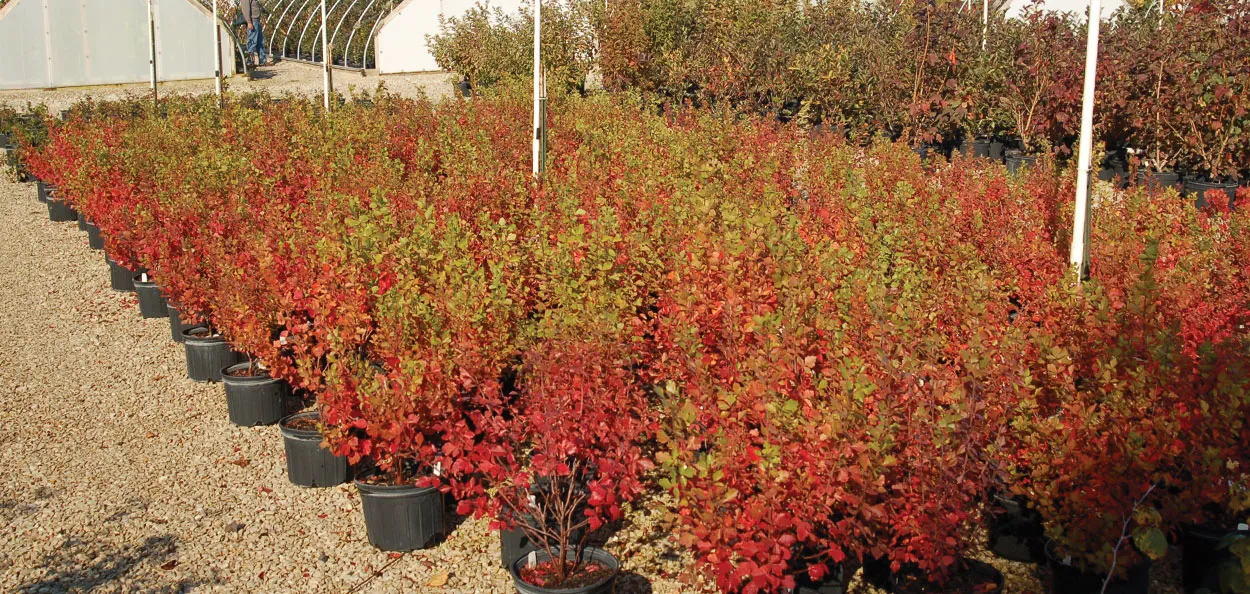 Fragrant Sumac | Johnson's Nursery | KB