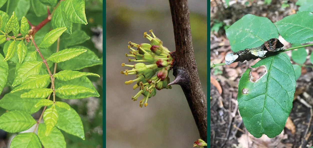 Prickly Ash | Johnson's Nursery | KB