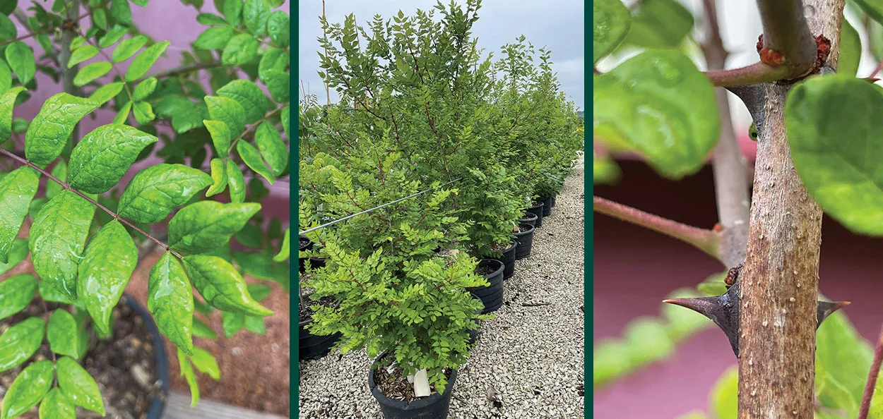 Prickly Ash | Johnson's Nursery | KB