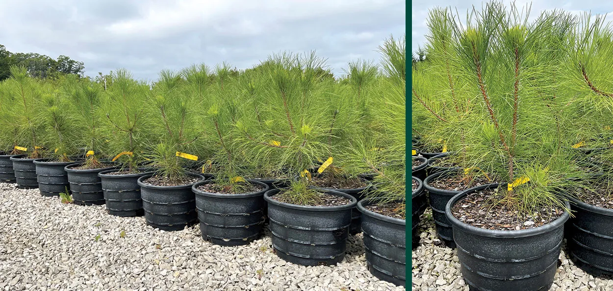 Red Pine | Johnson's Nursery | KB