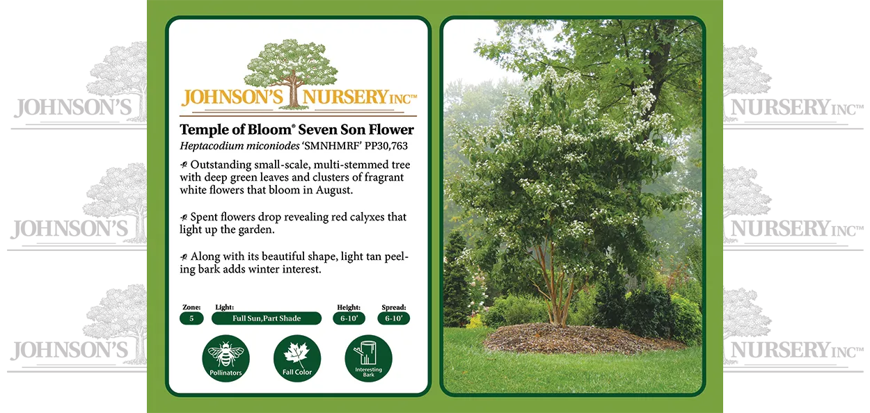 Temple of Bloom® Seven Son Flower | Johnson's Nursery | KB