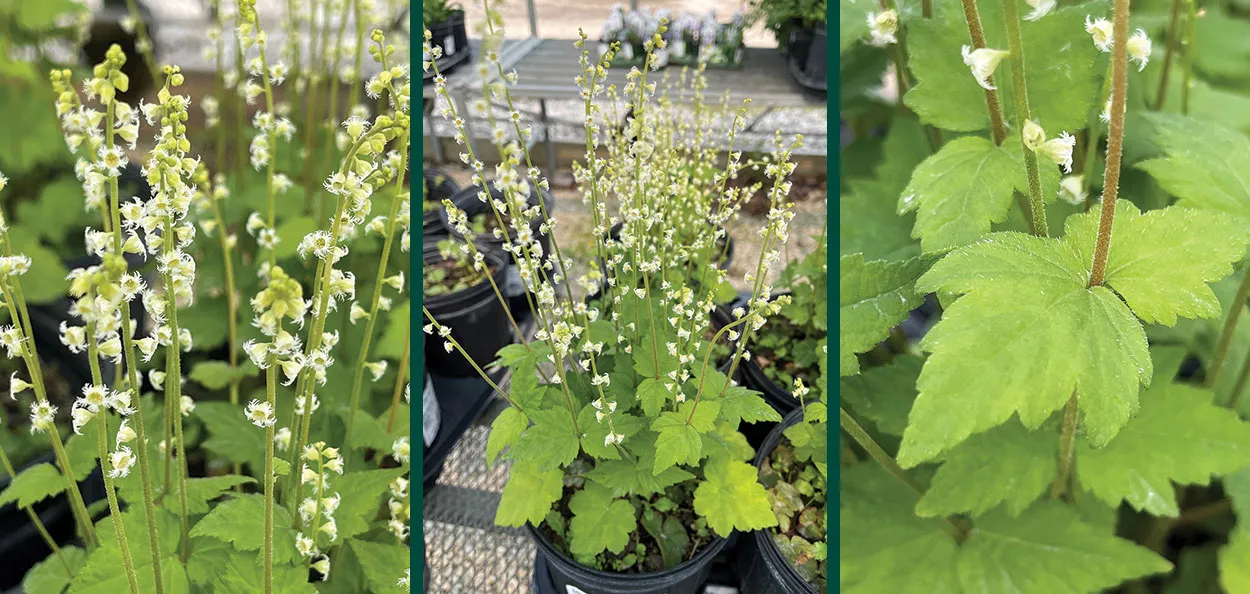 Two-leaf Miterwort | Johnson's Nursery | KB