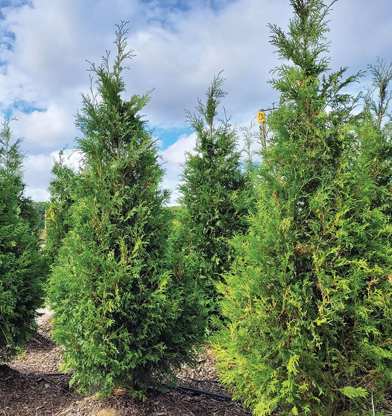 Wintergreen Arborvitae | Johnson's Nursery | KB