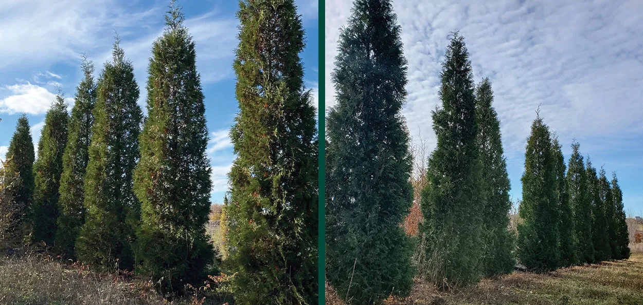 Wintergreen Arborvitae | Johnson's Nursery | KB