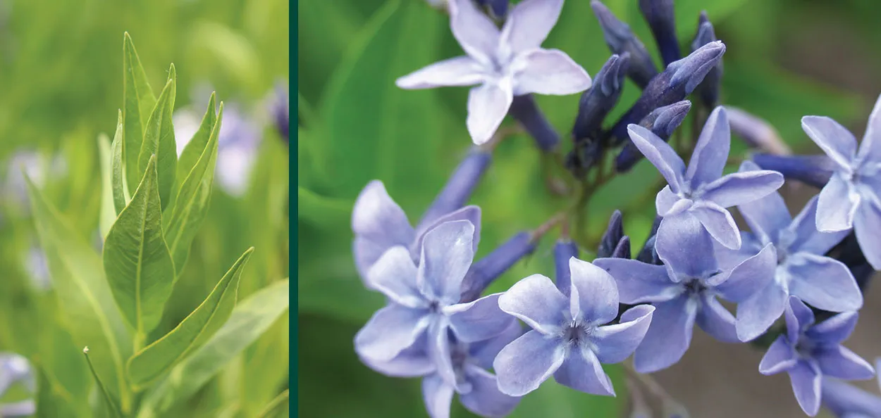 Blue Ice Amsonia | Johnson's Nursery | KB
