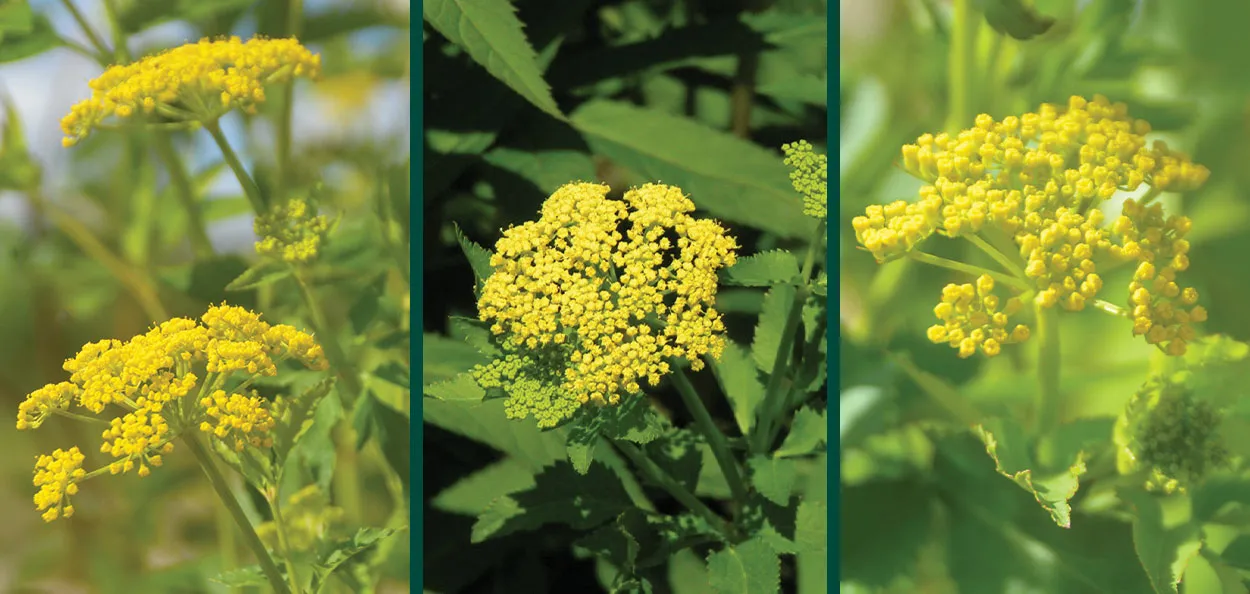 Golden Alexanders | Johnson's Nursery | KB