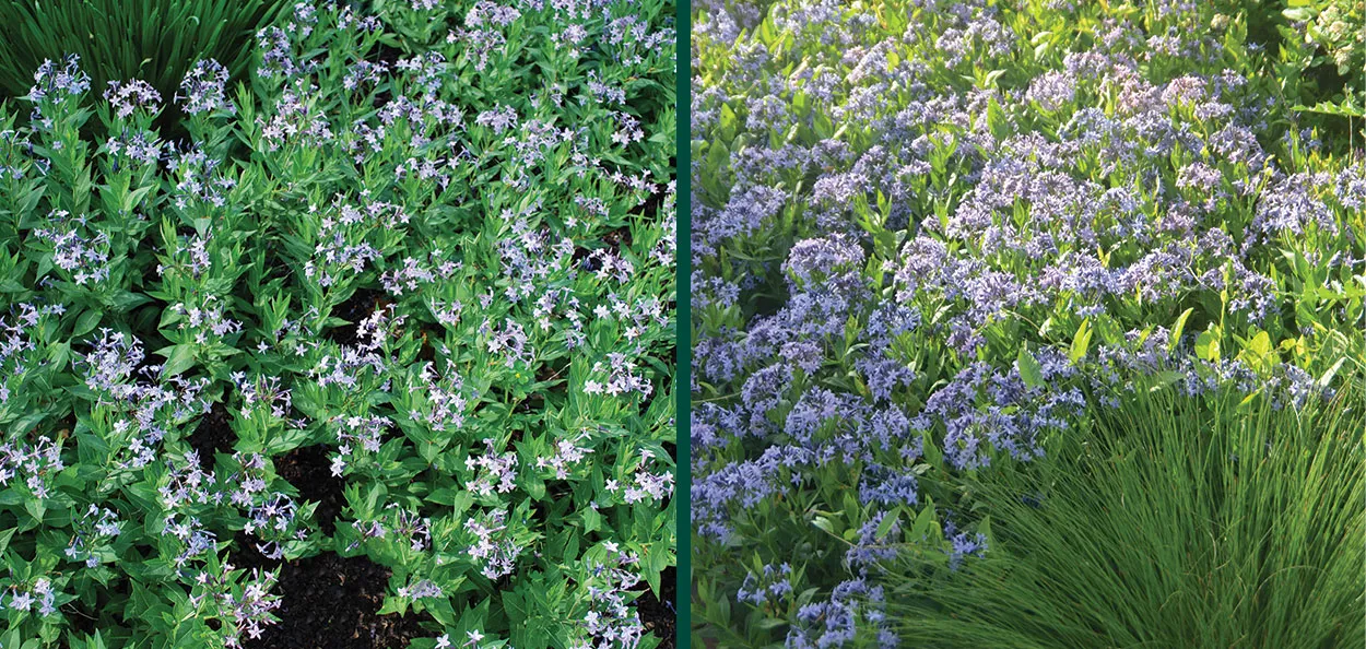 Blue Ice Amsonia | Johnson's Nursery | KB