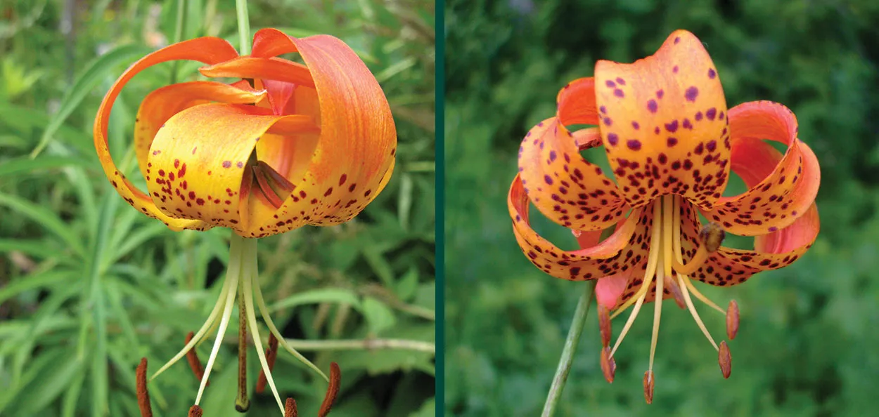 Michigan Lily | Johnson's Nursery | KB