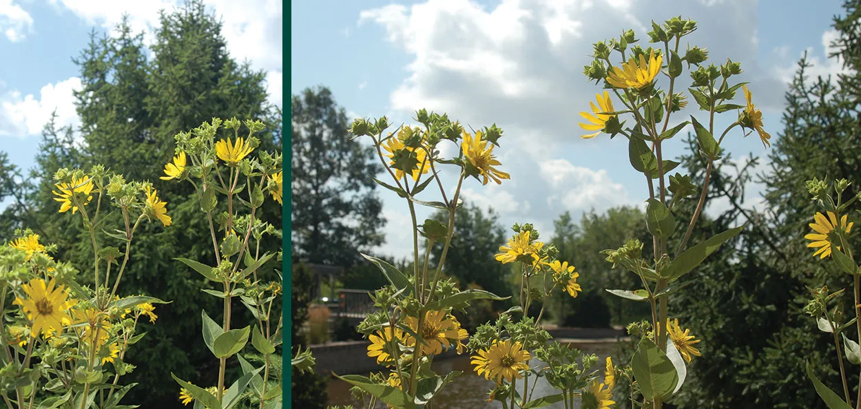 Rosinweed | Johnson's Nursery | KB