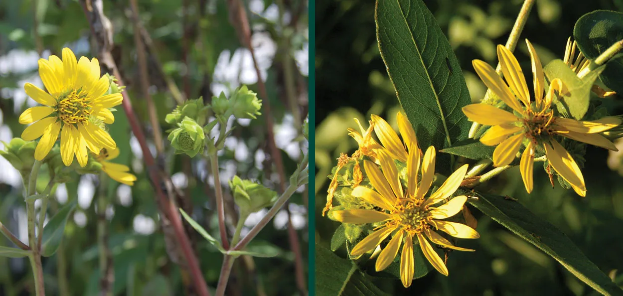 Rosinweed | Johnson's Nursery | KB