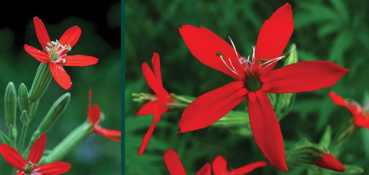 Royal Catchfly | Johnson's Nursery | KB