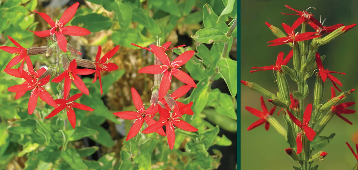 Royal Catchfly | Johnson's Nursery | KB