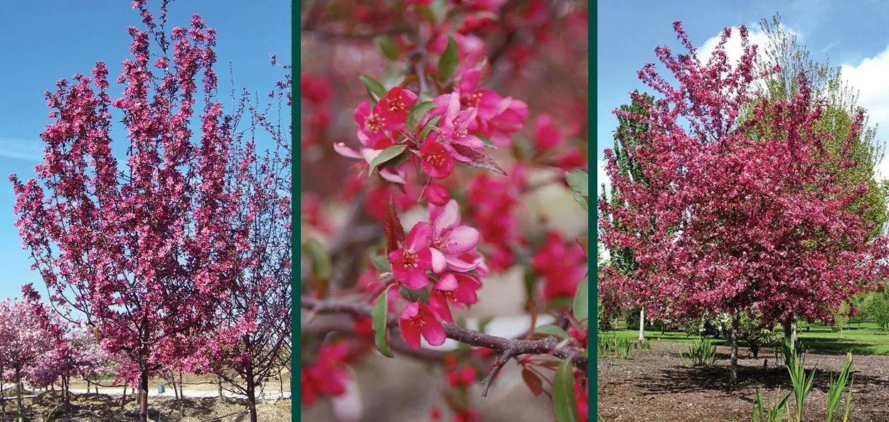 Royal Raindrops® Crabapple | Johnson's Nursery | KB