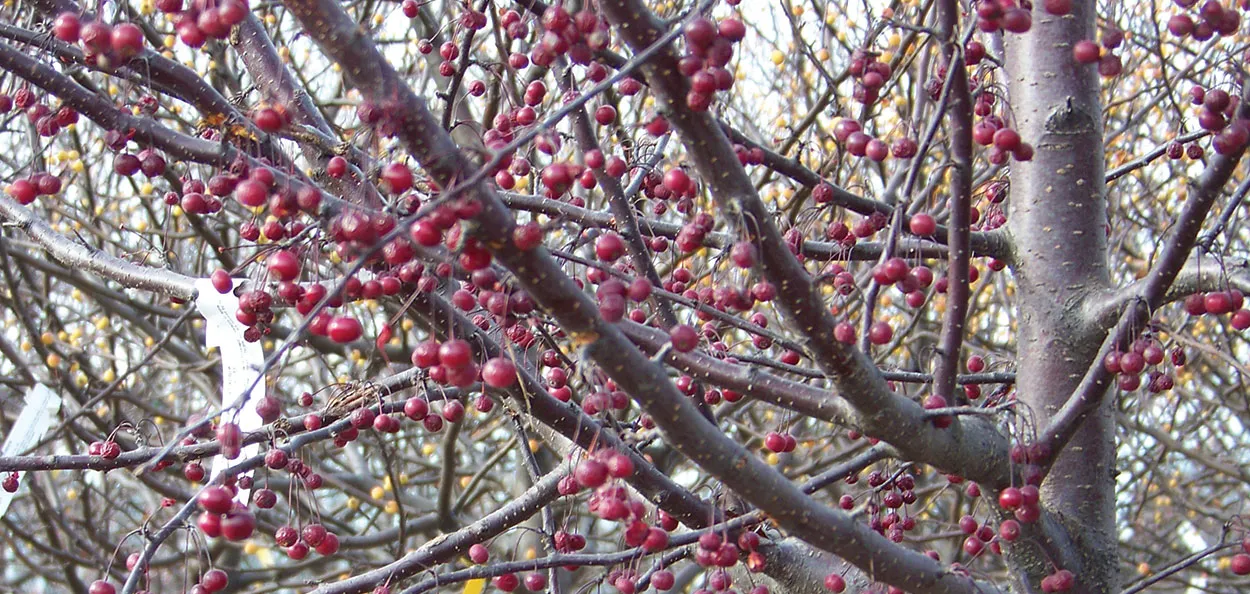 Royal Raindrops® Crabapple | Johnson's Nursery | KB