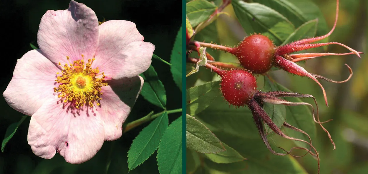 Swamp Rose | Johnson's Nursery | KB