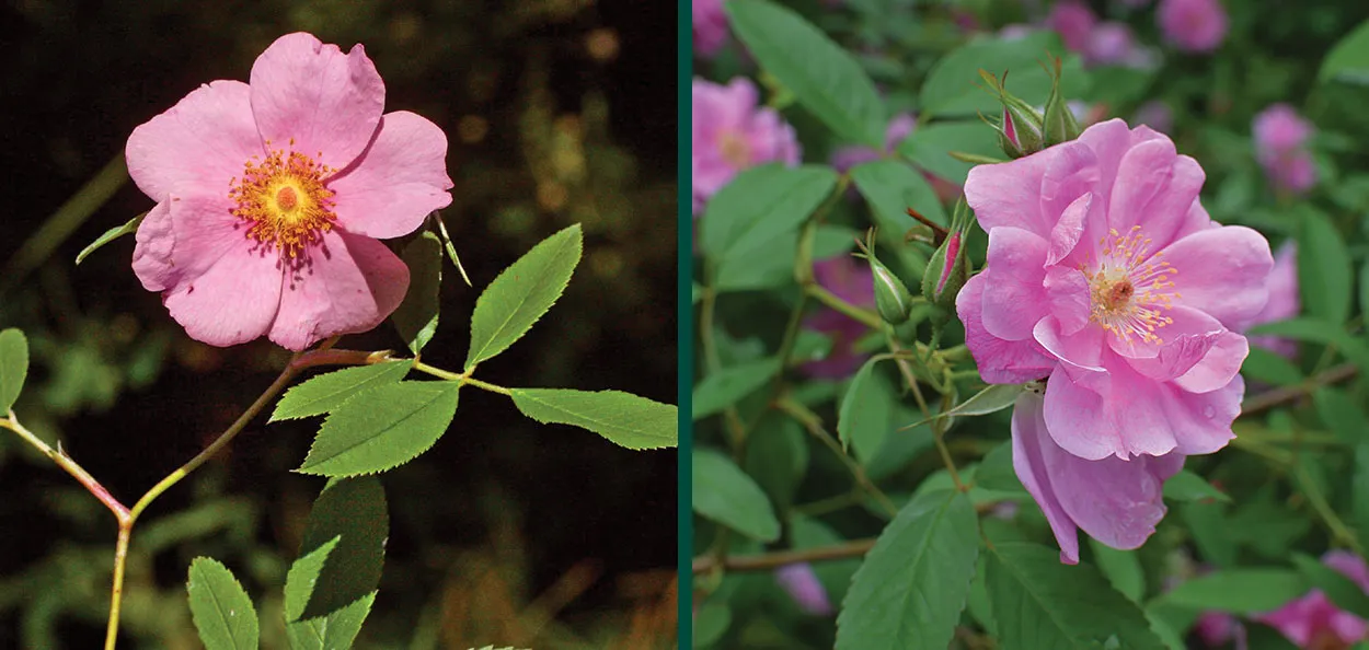 Swamp Rose | Johnson's Nursery | KB