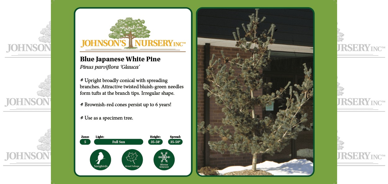 Blue Japanese White Pine | Johnson's Nursery | KB