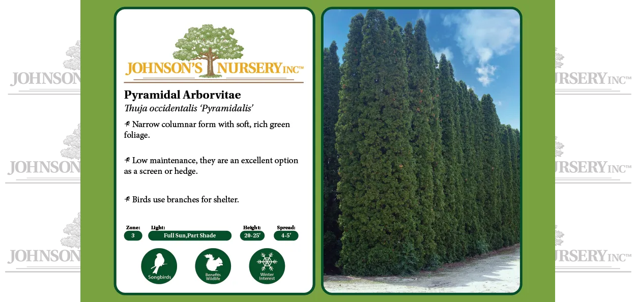 Pyramidal Arborvitae | Johnson's Nursery | KB