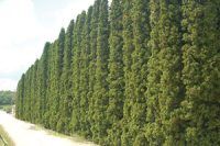 Pyramidal Arborvitae | Johnson's Nursery | KB