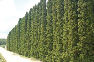 Pyramidal Arborvitae | Johnson's Nursery | KB