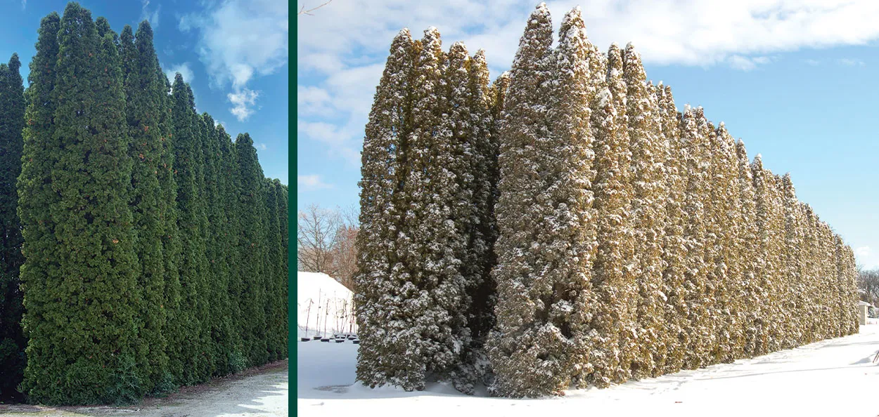 Pyramidal Arborvitae | Johnson's Nursery | KB