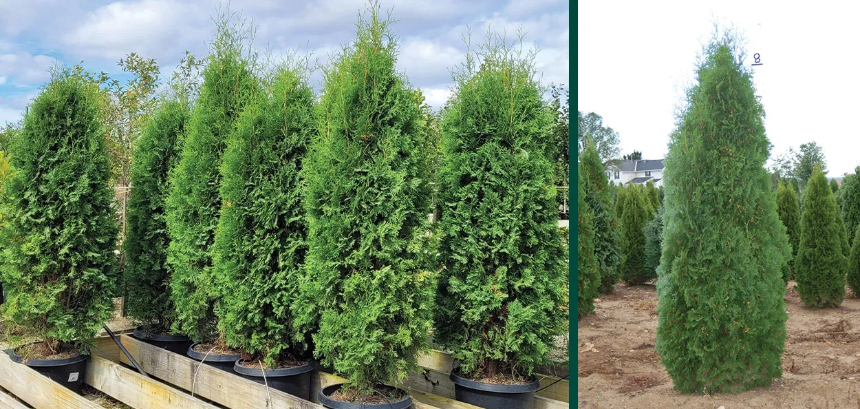 Pyramidal Arborvitae | Johnson's Nursery | KB