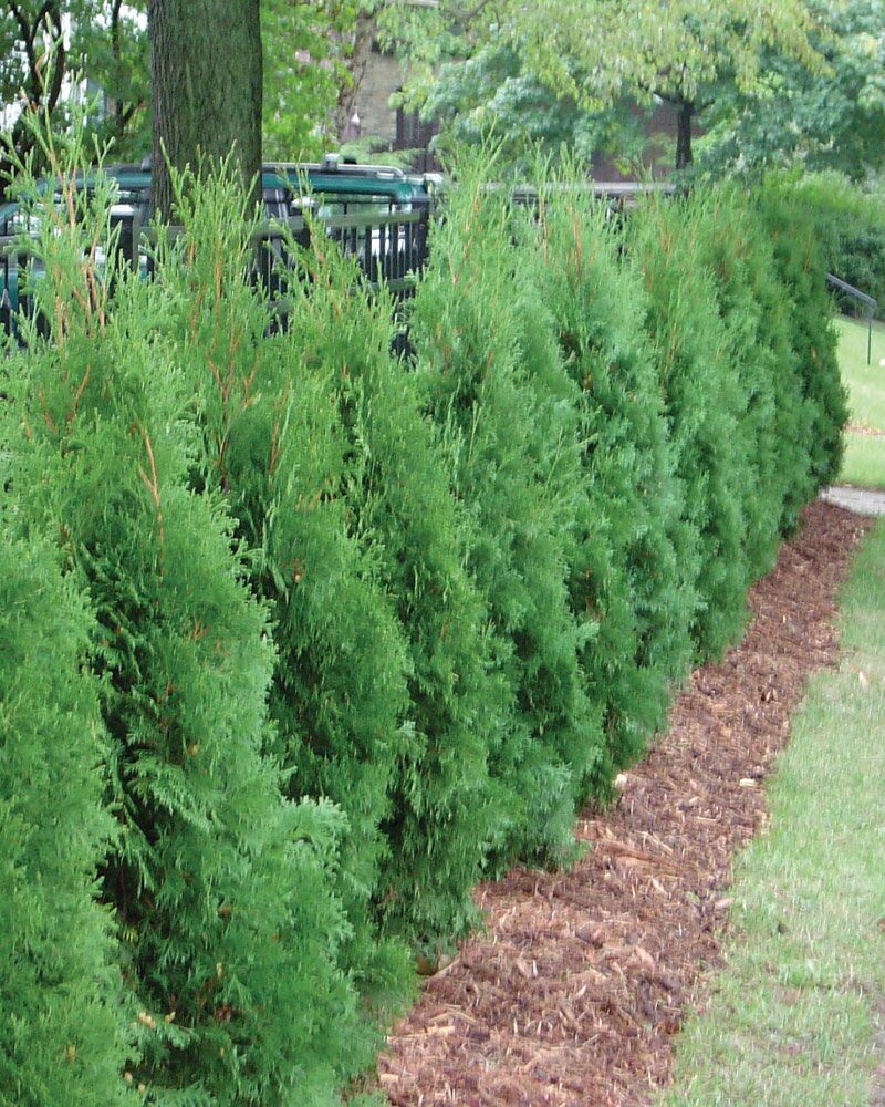 Pyramidal Arborvitae | Johnson's Nursery | KB
