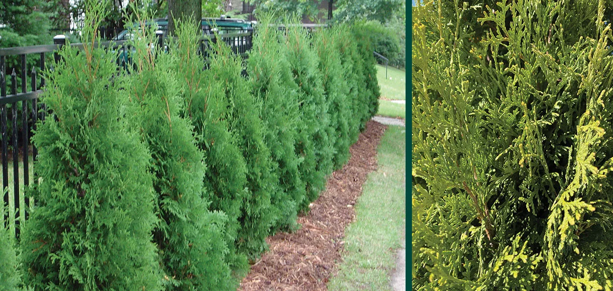 Pyramidal Arborvitae | Johnson's Nursery | KB