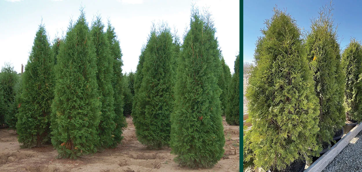 Pyramidal Arborvitae | Johnson's Nursery | KB