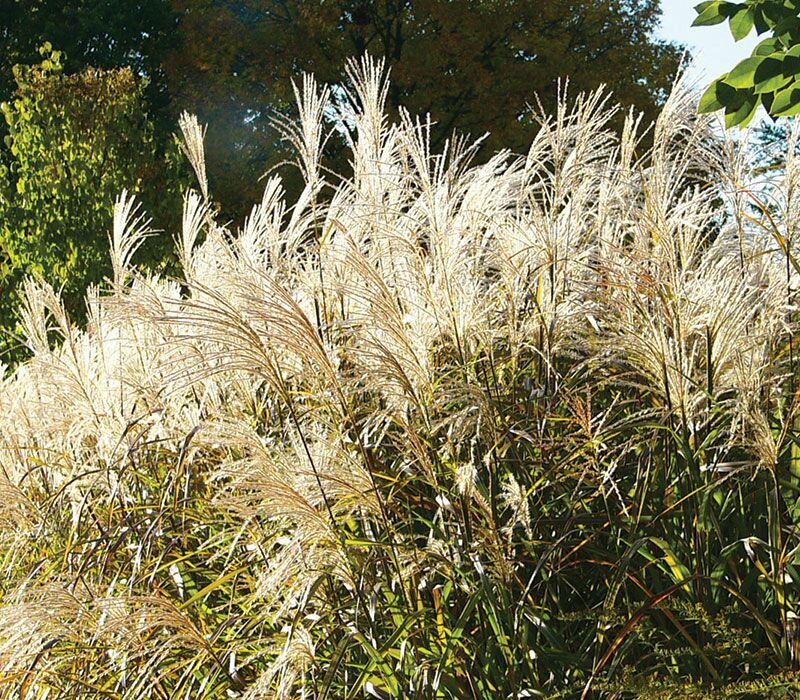 Maiden Miscanthus Grass Alternatives | Johnson's Nursery | KB