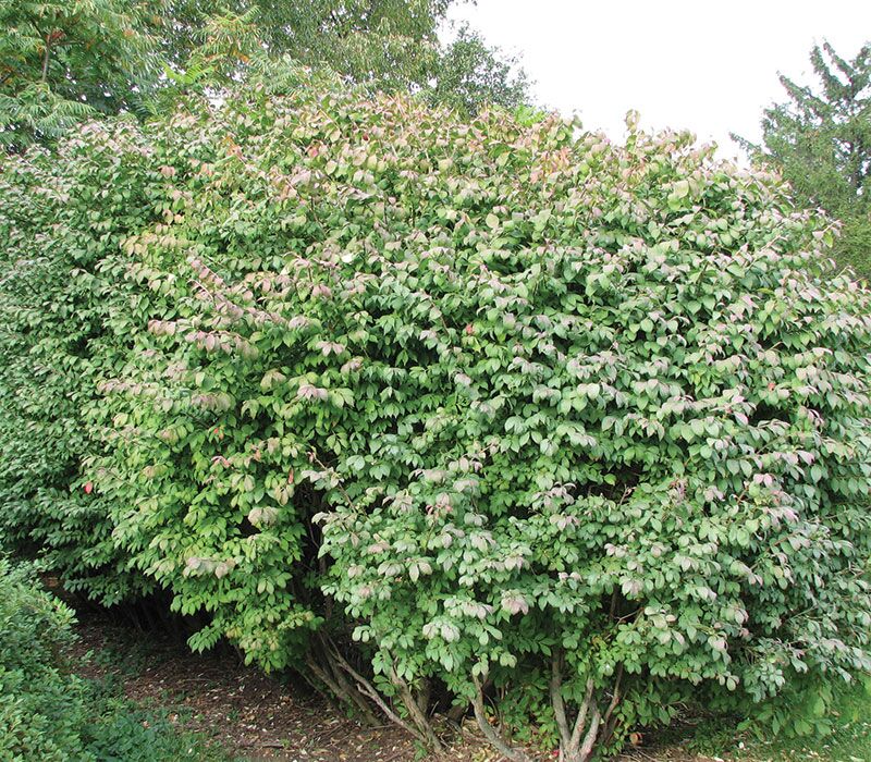 Invasive Burning Bush Alternatives | Johnson's Nursery | KB